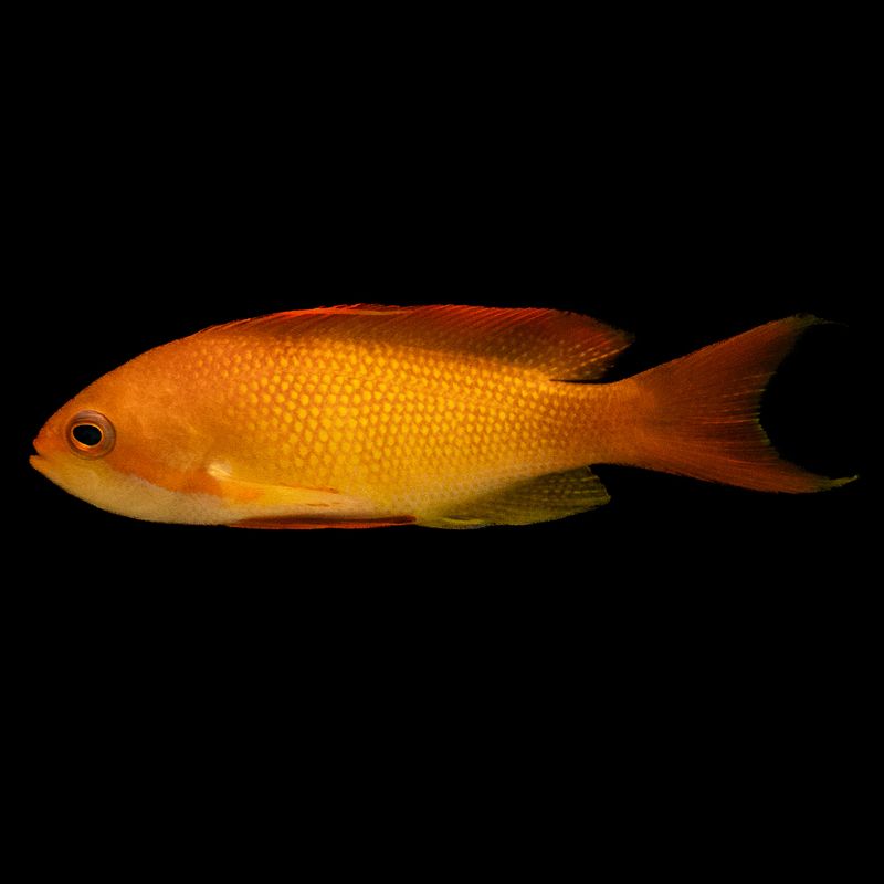 Dwarf Saltwater Fish Nano Fish