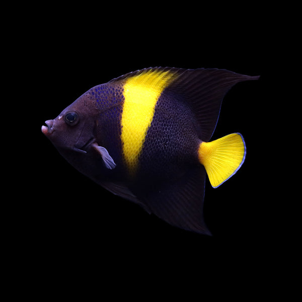 Asfur Angelfish (Pomacanthus asfur) – AQUARIUM ARTS