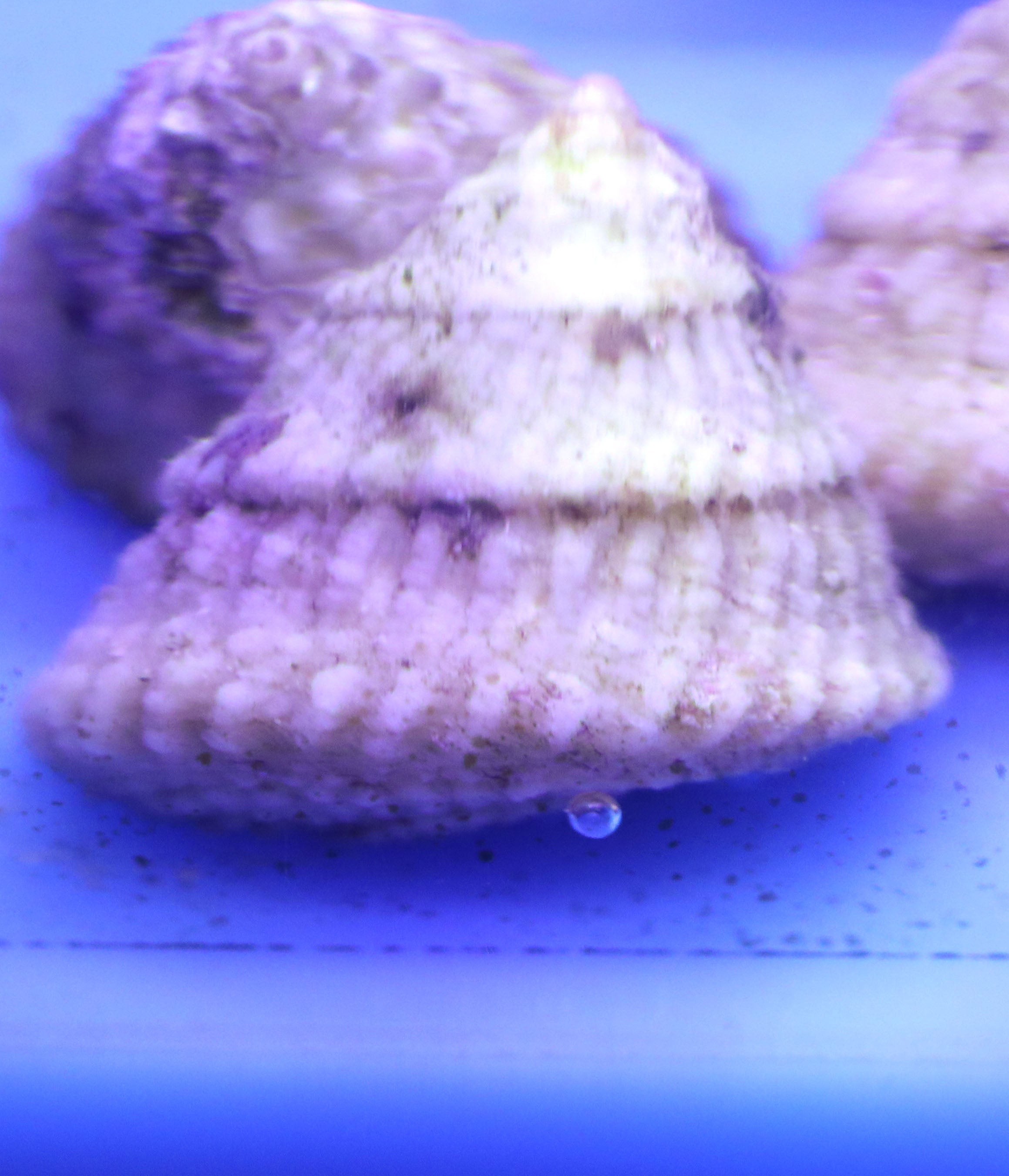 Astrea Snail (Astraea tecta) – AQUARIUM ARTS