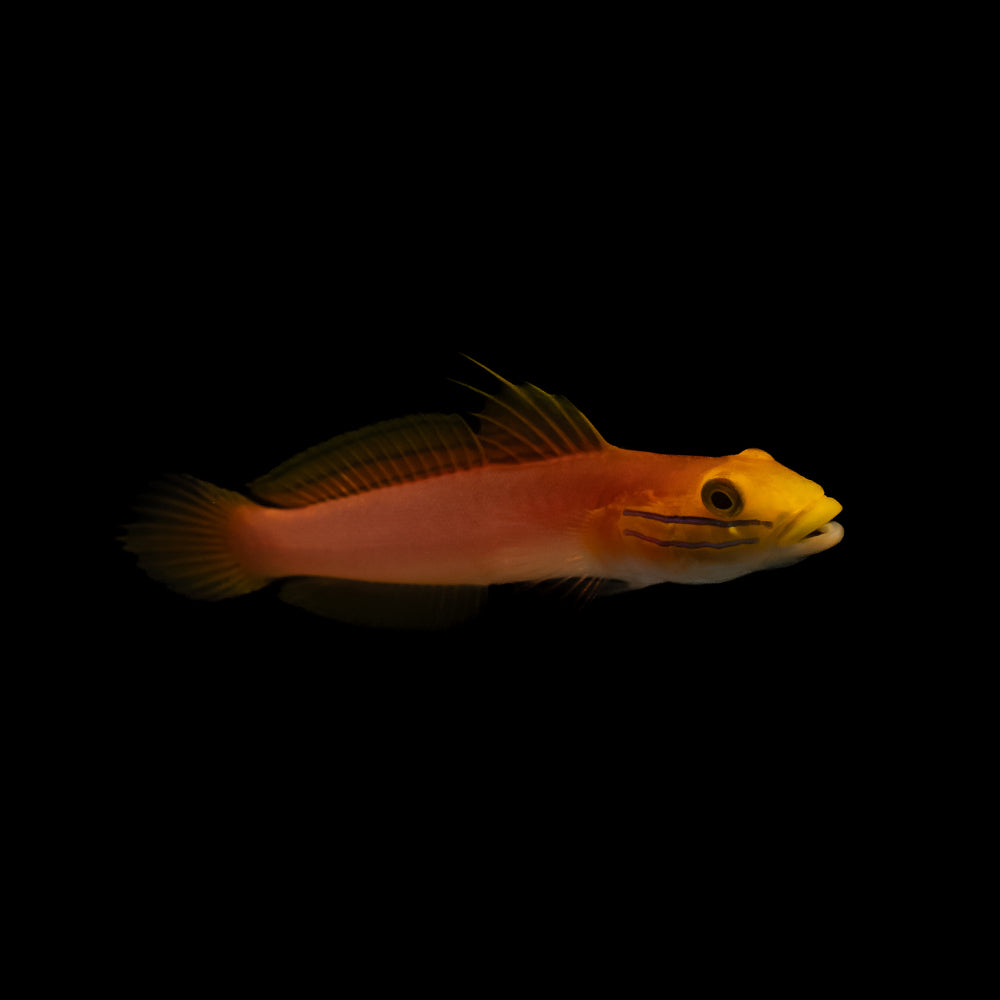 Bella Goby (Valenciennea bella) – AQUARIUM ARTS