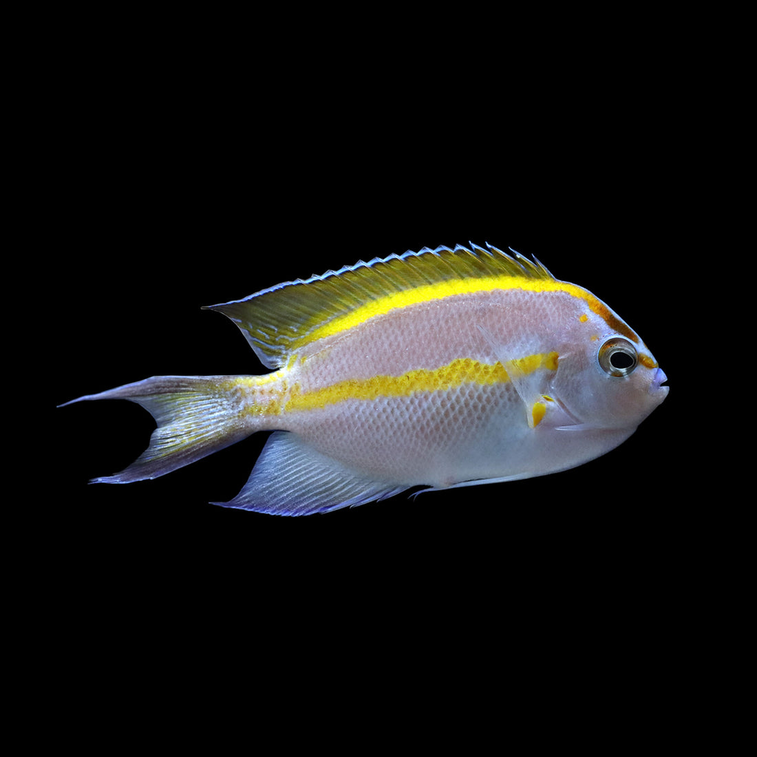 Bellus Angelfish (Genicanthus bellus) – AQUARIUM ARTS