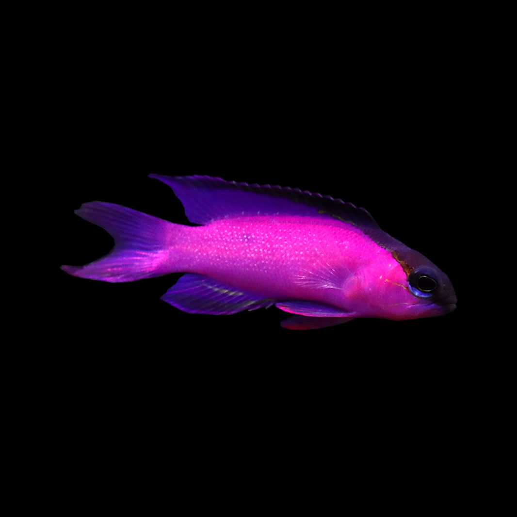 Basslets and Grammas – AQUARIUM ARTS