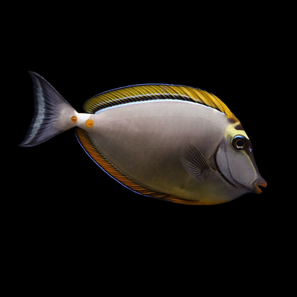 Blonde Naso Tang – AQUARIUM ARTS