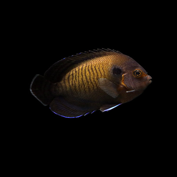 Bluefin Angelfish (Centropyge multispinis) – AQUARIUM ARTS