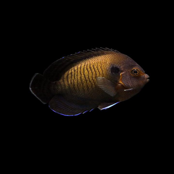 Angelfish Dwarf – AQUARIUM ARTS