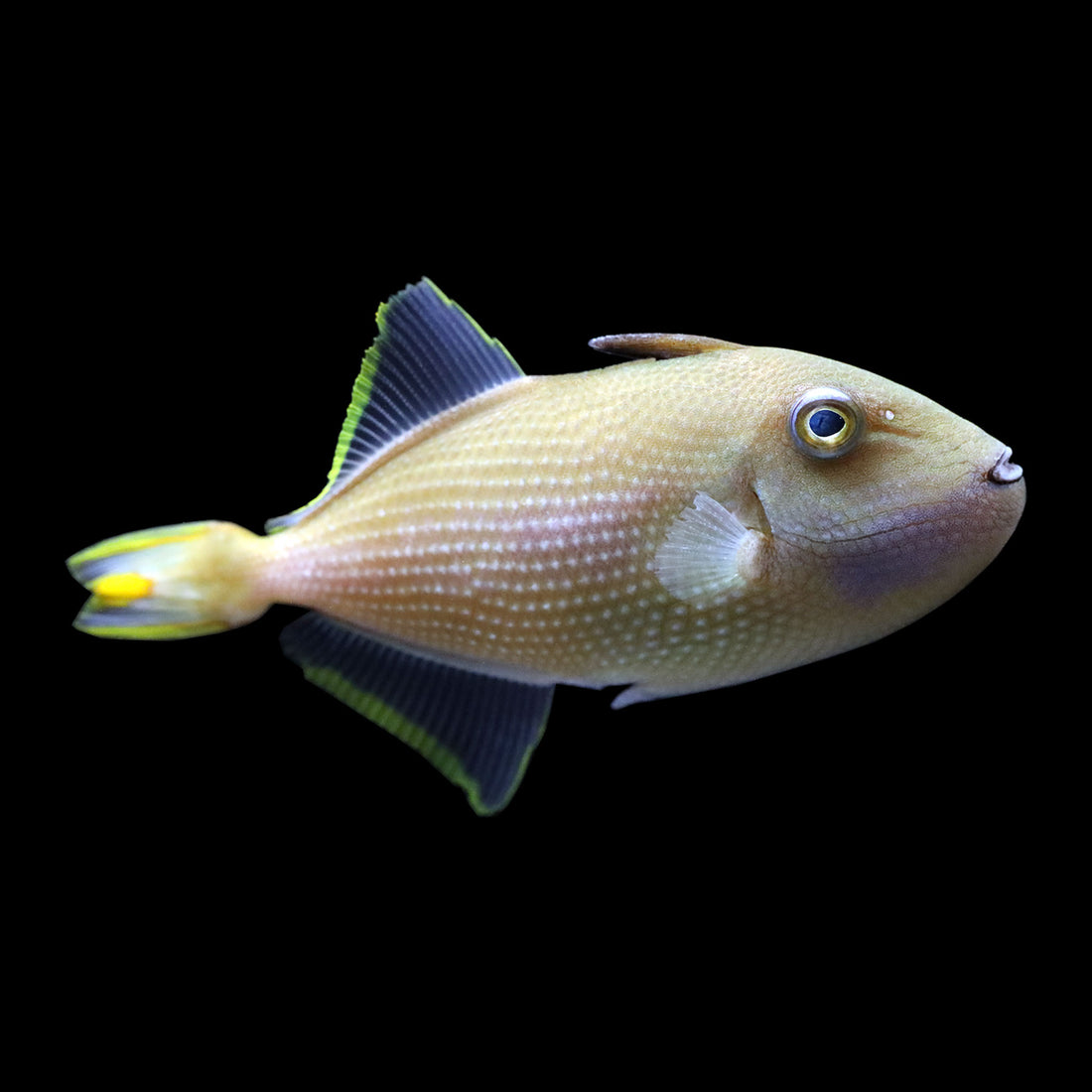 Blue Throat Triggerfish (Xanthichthys auromarginatus) – AQUARIUM ARTS