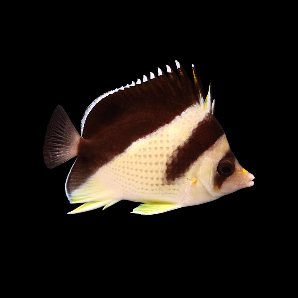 Burgess' Butterflyfish (Chaetodon burgessi) – AQUARIUM ARTS