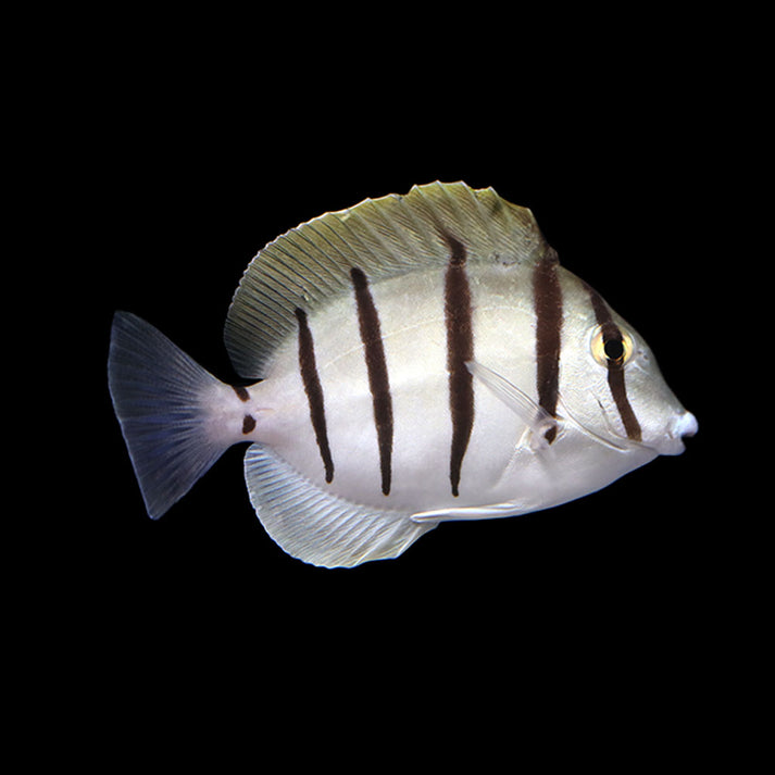 Convict Tang (Acanthurus triostegus) – AQUARIUM ARTS
