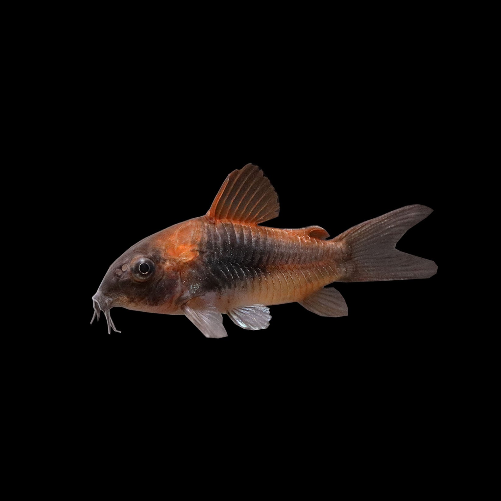 Venezuela Corydora (Corydoras venezuelanus) – AQUARIUM ARTS