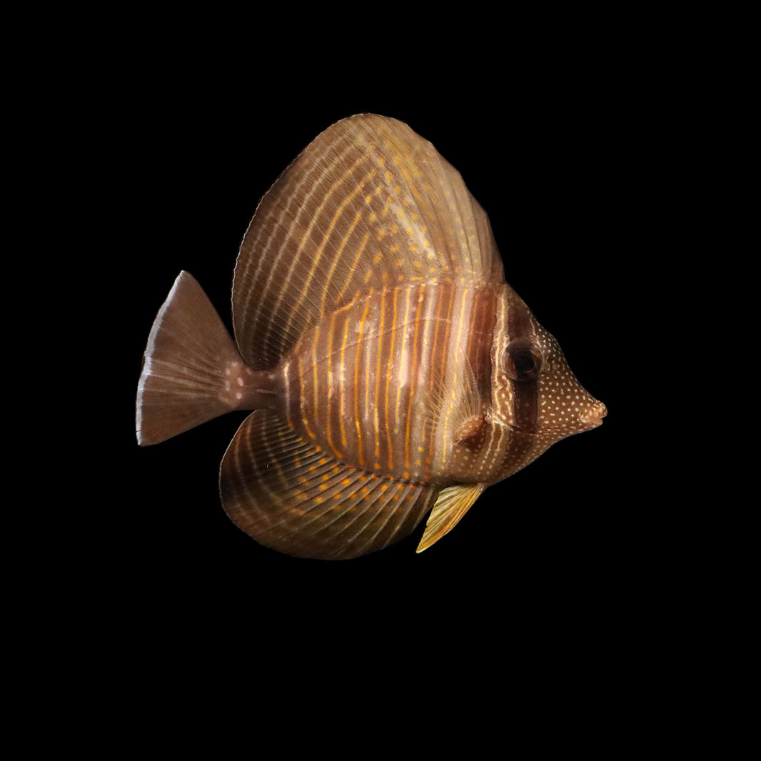 Tangs & Surgeons – AQUARIUM ARTS