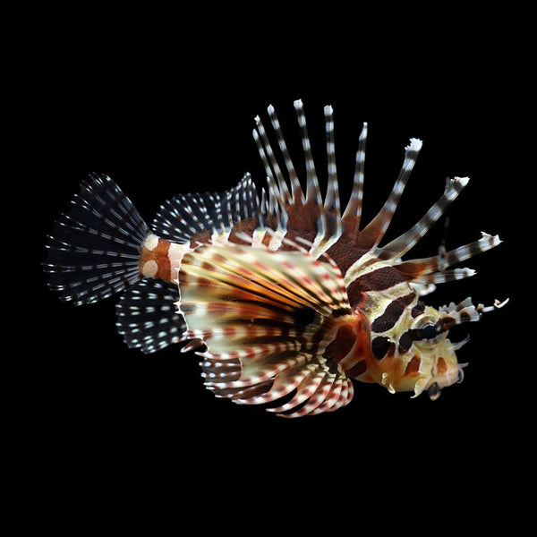 Dwarf/Zebra Lionfish (Dendrochirus zebra) – AQUARIUM ARTS
