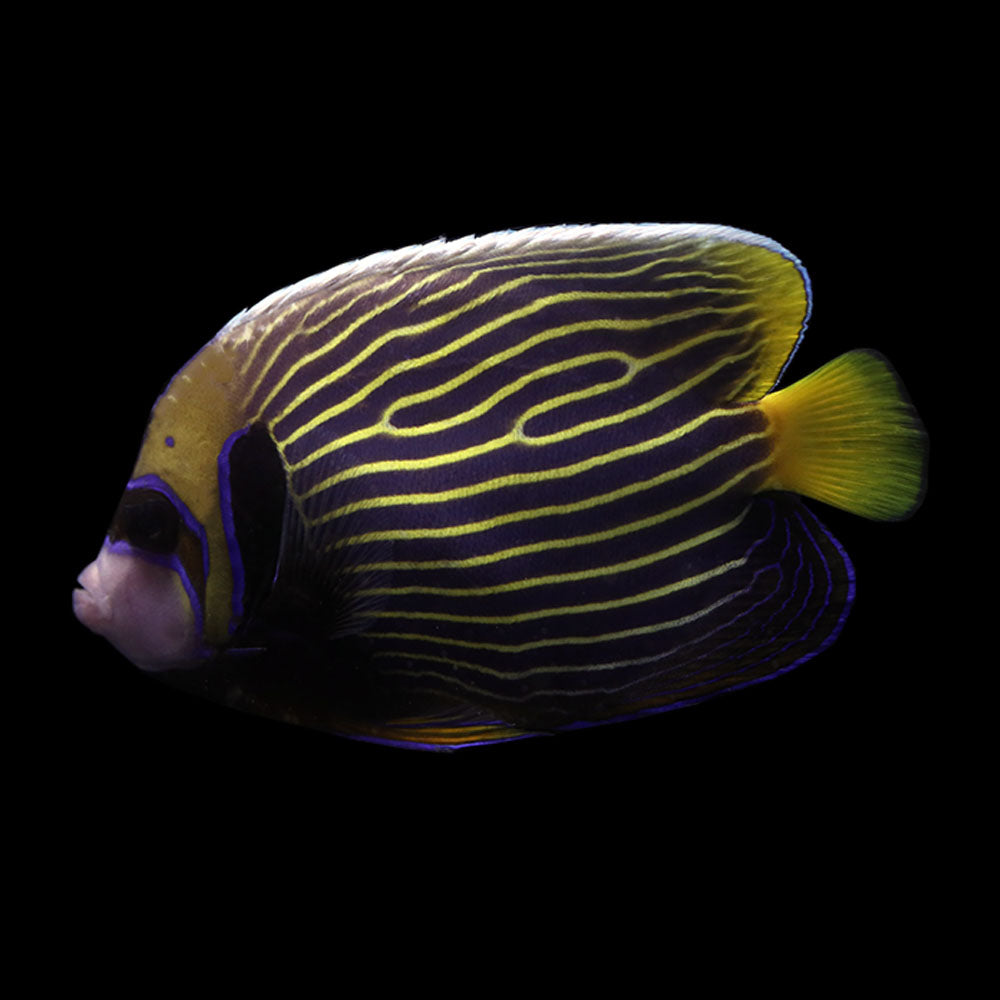 Emperor Angelfish – AQUARIUM ARTS