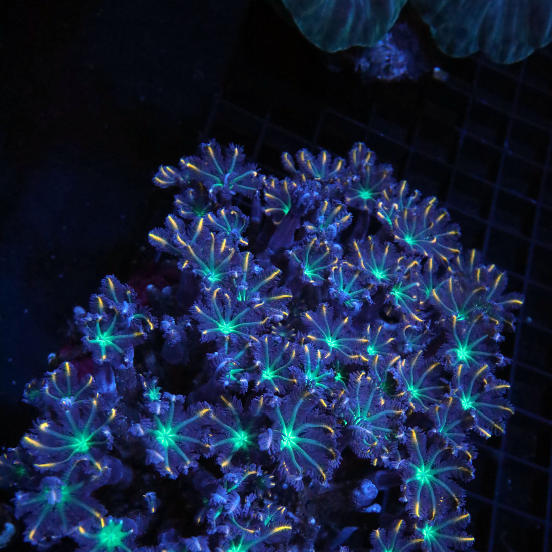 Firework Clove Polyp Colony – AQUARIUM ARTS