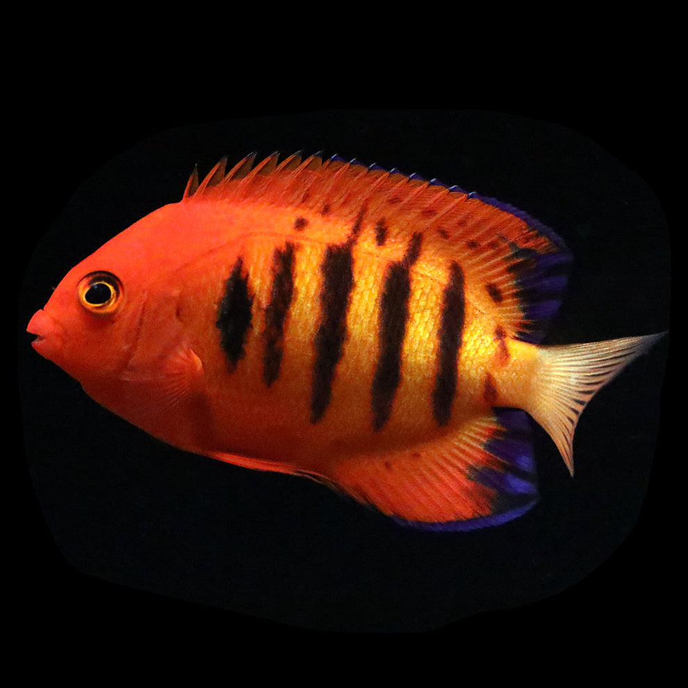 Flame Angelfish (Centropyge loricula) – AQUARIUM ARTS
