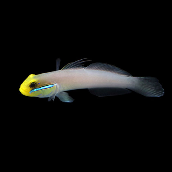 Gold Head Sleeper Goby – AQUARIUM ARTS