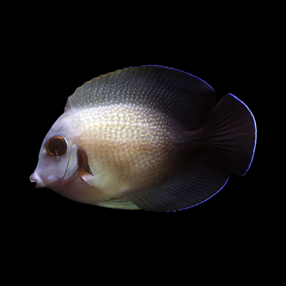 Half Black Mimic Tang (Acanthurus chronixis) – AQUARIUM ARTS