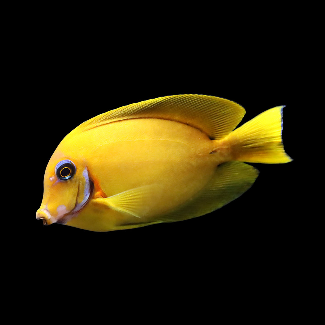 Lemonpeel Mimic Tang (Acanthurus pyroferus) – AQUARIUM ARTS