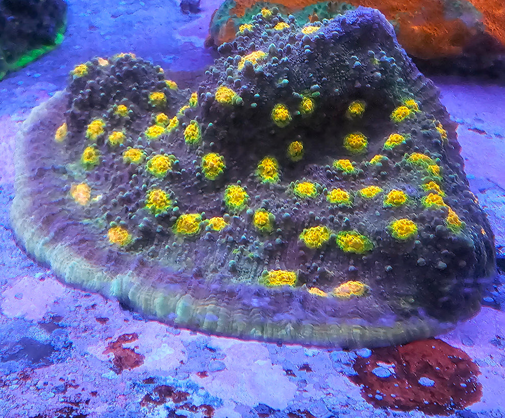 hurricane chalice appx. 4 inches – AQUARIUM ARTS