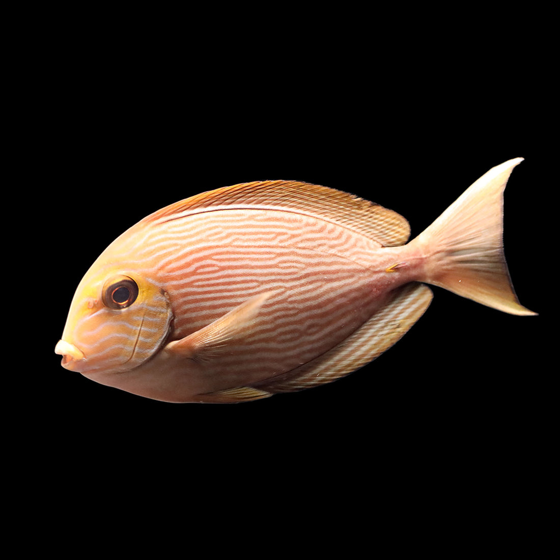 Mata Tang (Acanthurus mata) – AQUARIUM ARTS