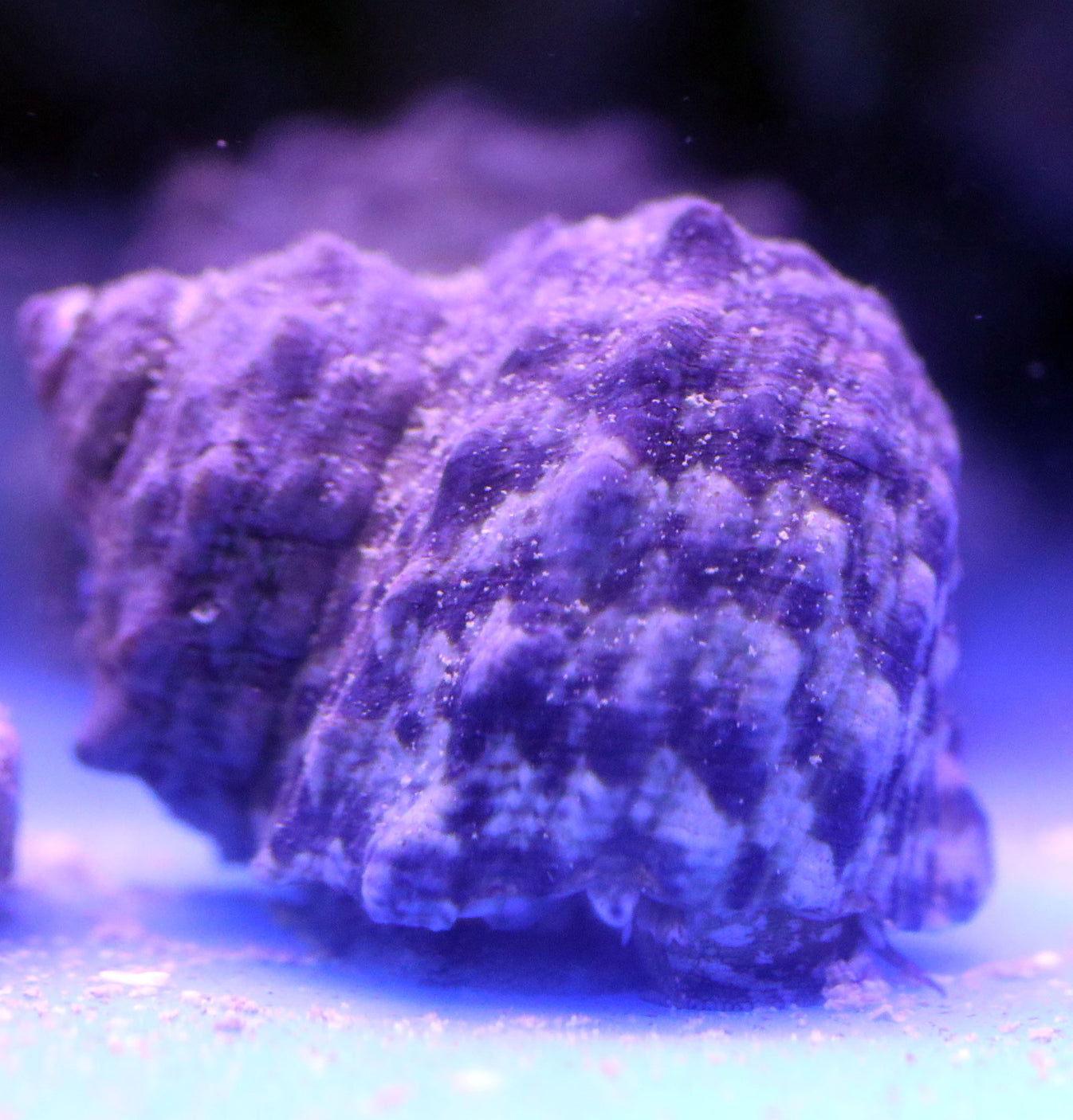 Mexican Turbo Snails (Turbo fluctuosa) – AQUARIUM ARTS