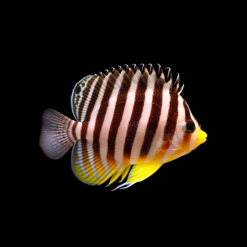 Multibar Angel (Paracentropyge multifasciata) – AQUARIUM ARTS