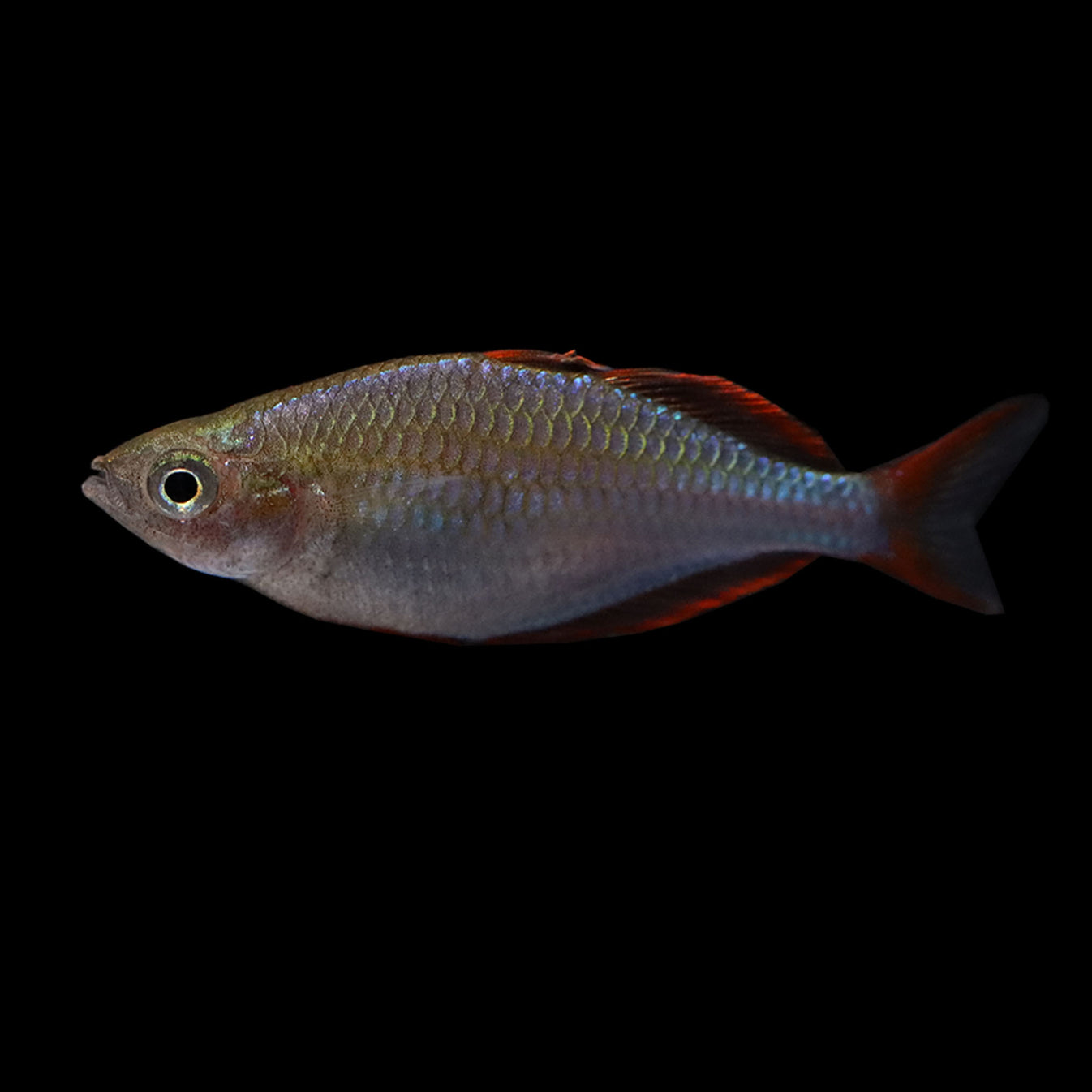 Praecox Rainbowfish (Melanotaenia praecox) – AQUARIUM ARTS