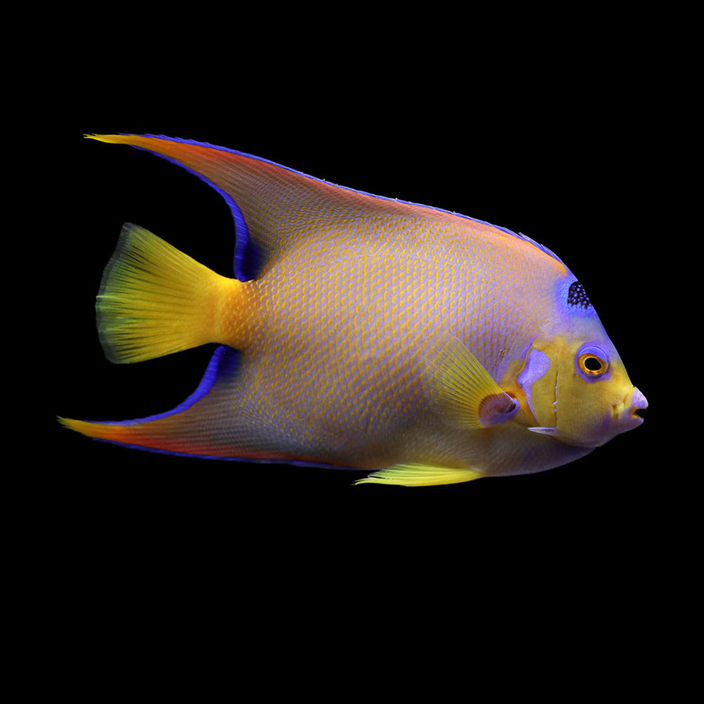 Queen Angelfish (Holacanthus ciliaris) – AQUARIUM ARTS