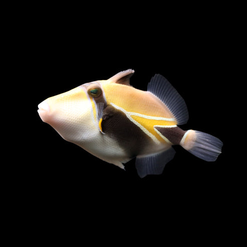Rectangle Triggerfish (Rhinecanthus rectangulus) – AQUARIUM ARTS