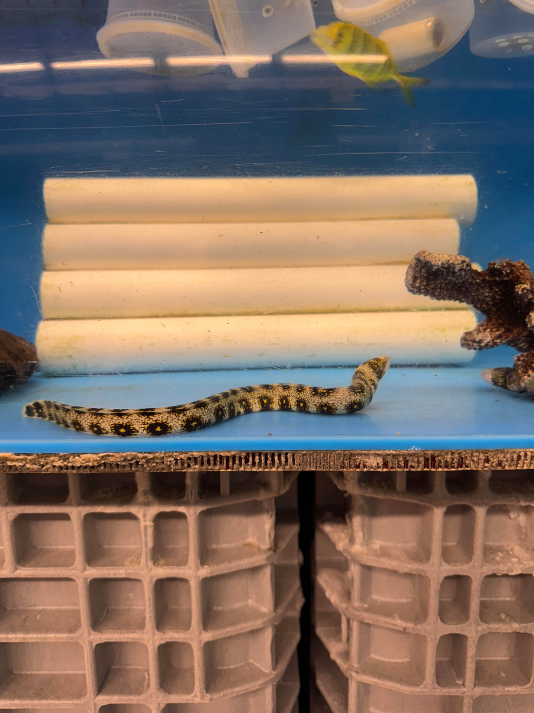 Snowflake Eel (Echidna nebulosa) – AQUARIUM ARTS