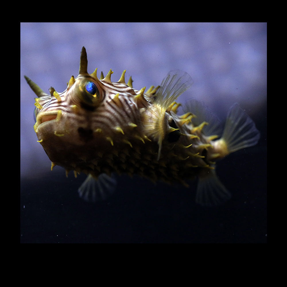 Spiny Box Pufferfish (Chilomycterus schoepfi) – AQUARIUM ARTS