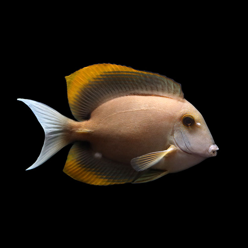 Tomini Tang (Ctenochaetus tominiensis) – AQUARIUM ARTS