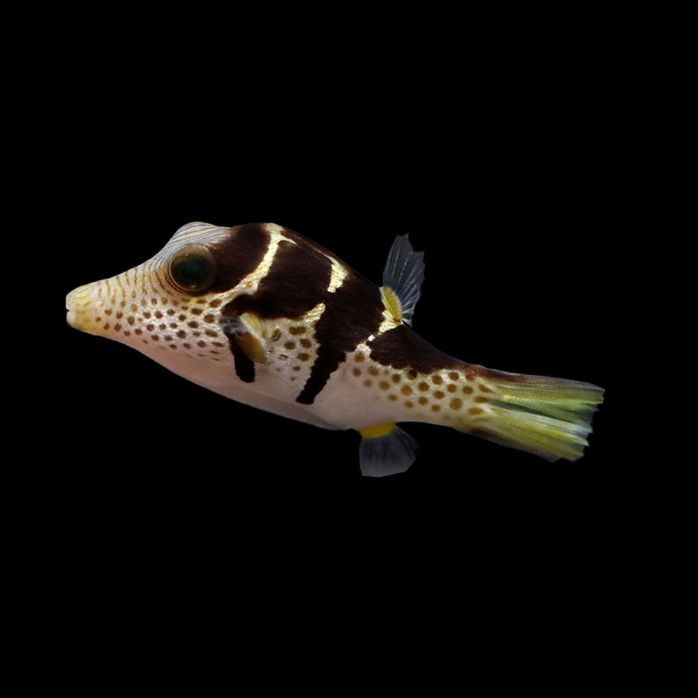 Valentini Puffer (Canthigaster valentini) – AQUARIUM ARTS